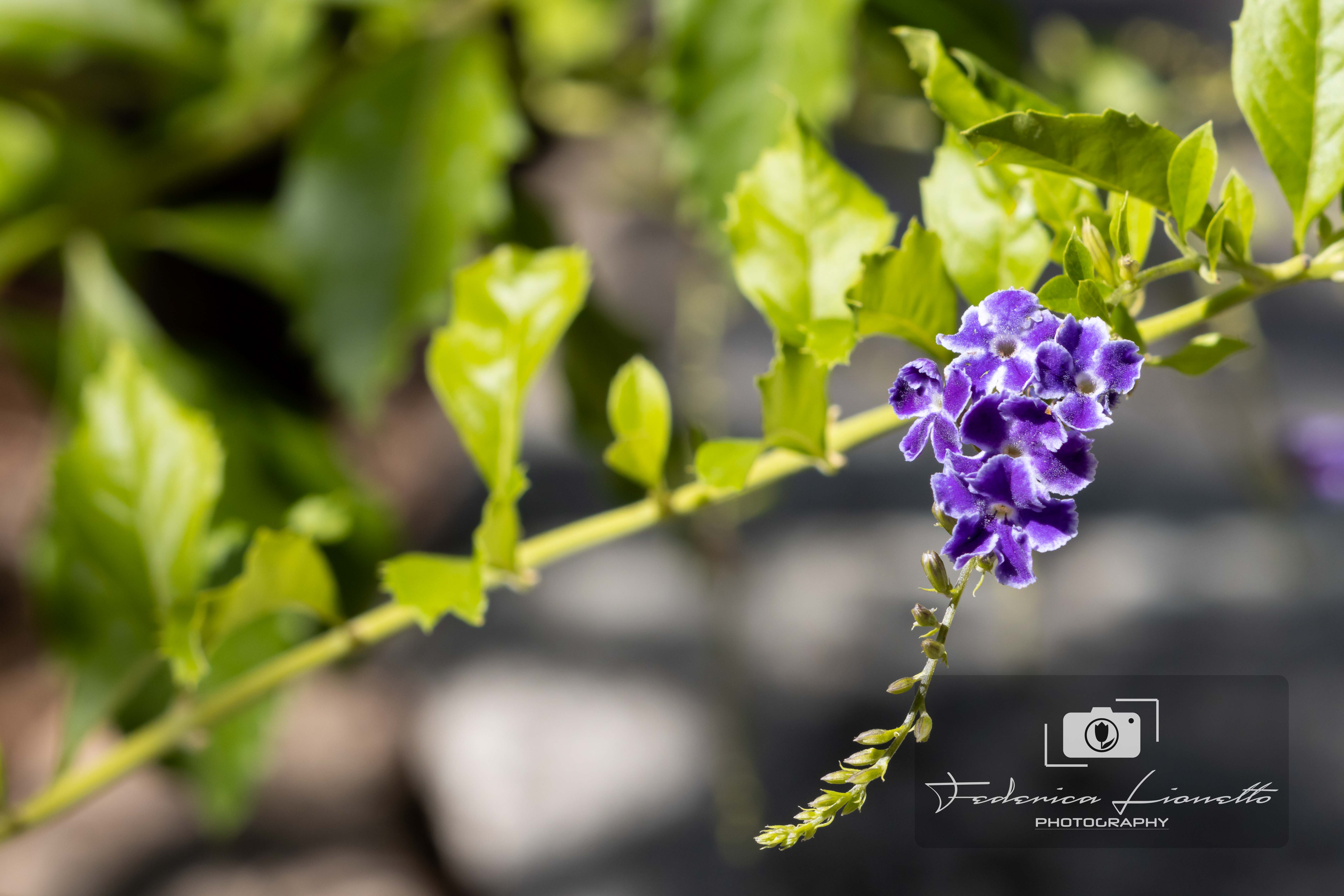 Purple pigeon berry flower in garden (Duranta Erecta L.) – White ...